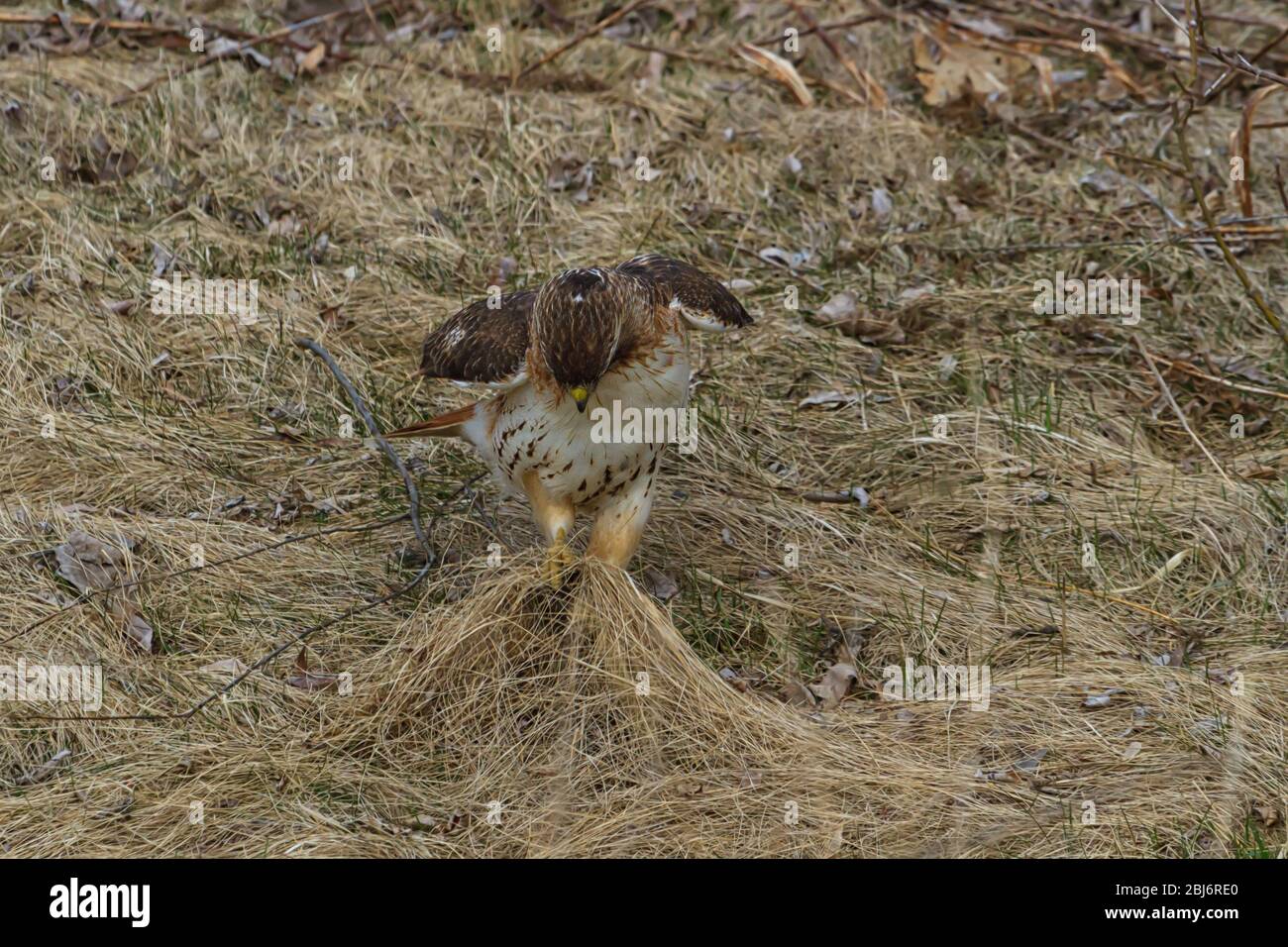 Red-tailed hawk on the ground with a mouse in its talons Stock Photo ...