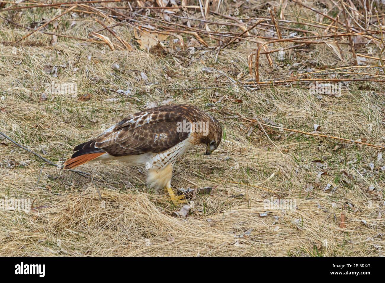 Red-tailed hawk on the ground with a mouse in its talons Stock Photo ...