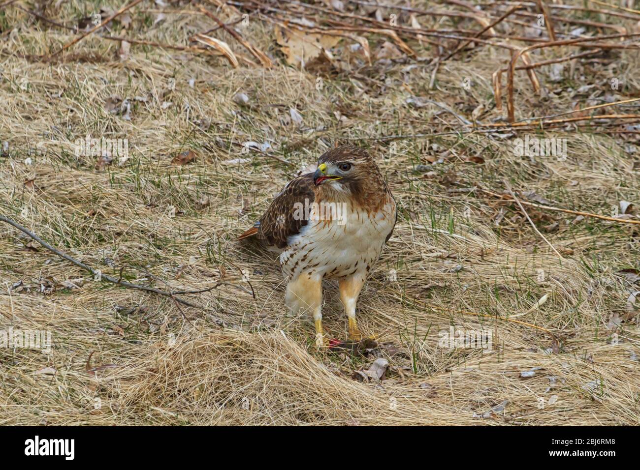 Red-tailed hawk on the ground with a mouse in its talons Stock Photo ...