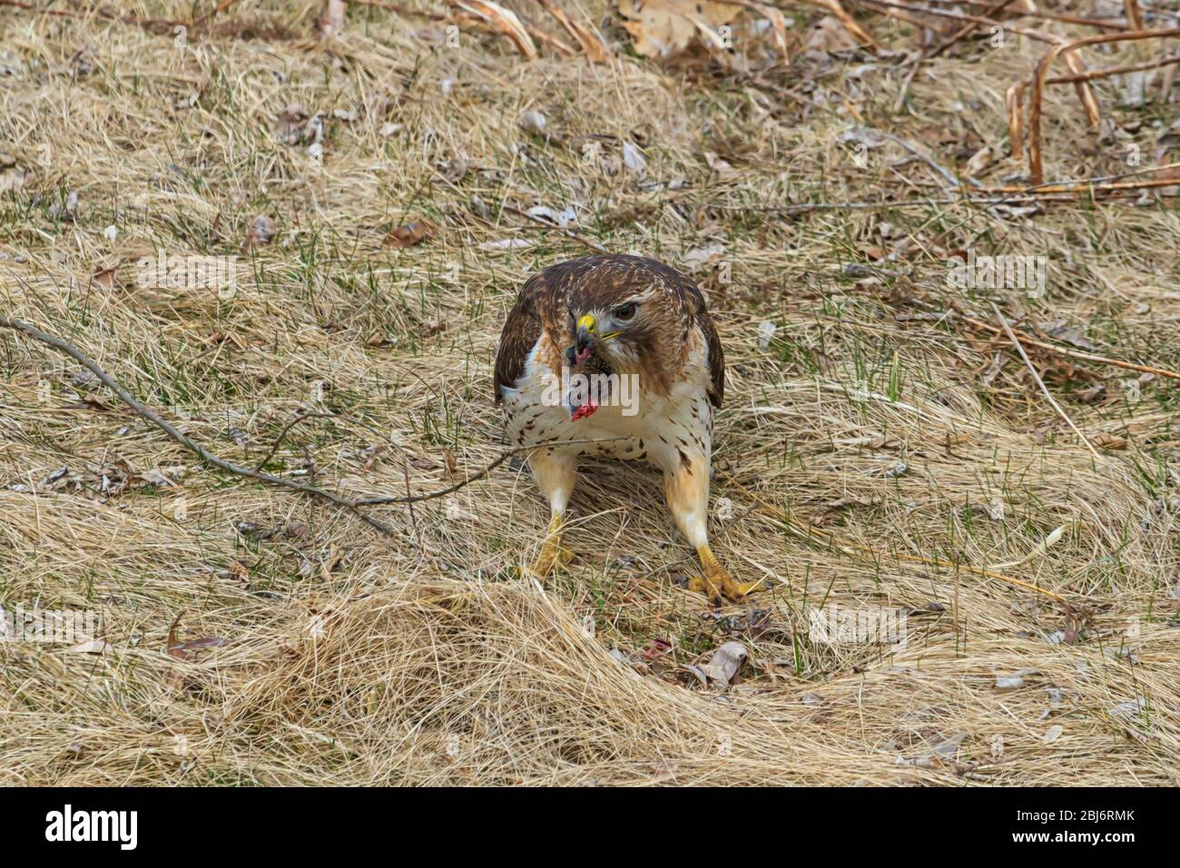 Red Tailed Hawk Eating Mouse
