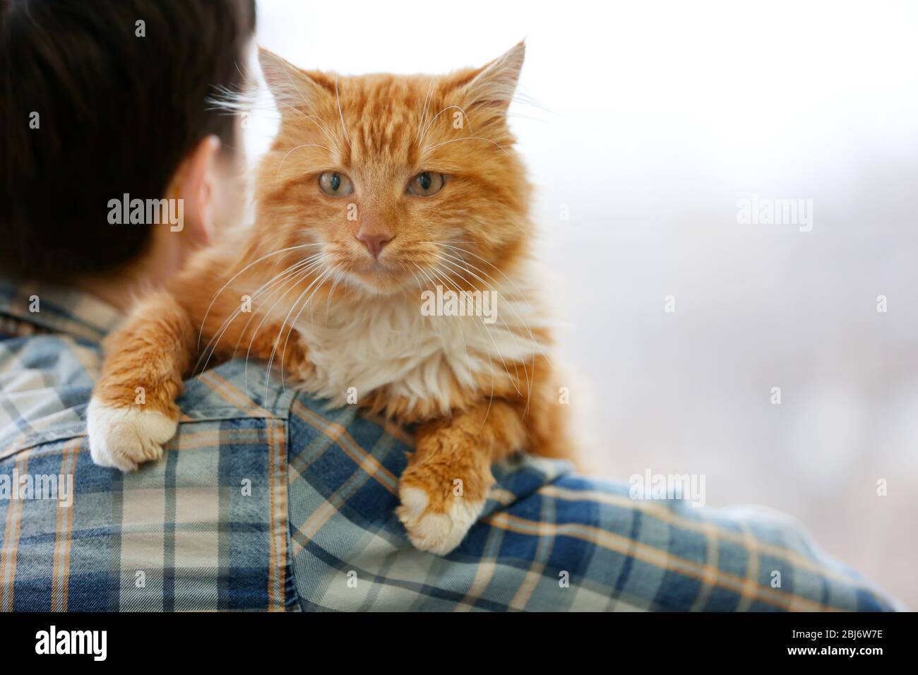 Fluffy red cat sitting on a man's shoulder Stock Photo - Alamy