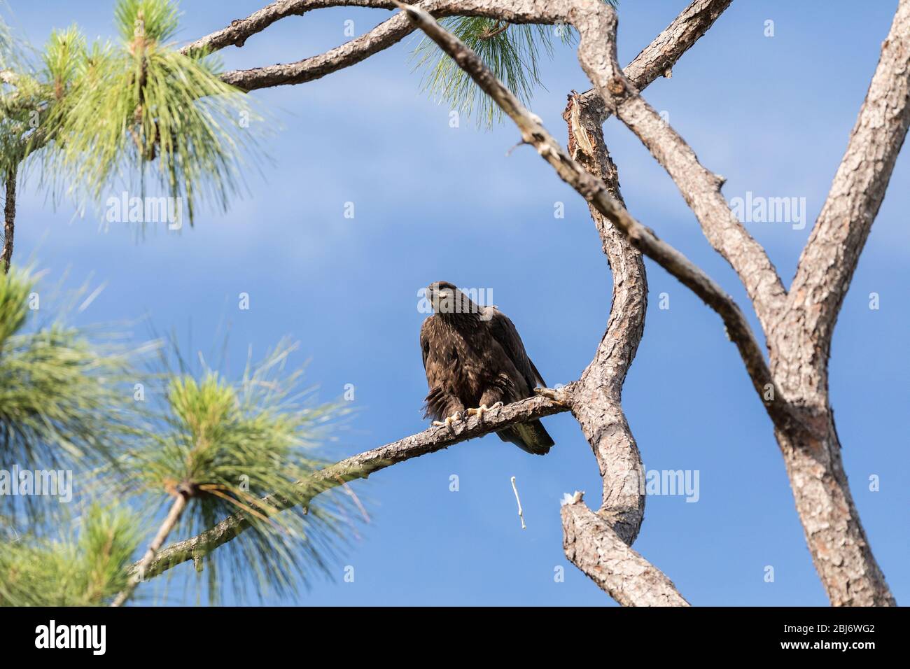 Pooping Juvenile bald eagle Haliaeetus leucocephalus bird of prey ...