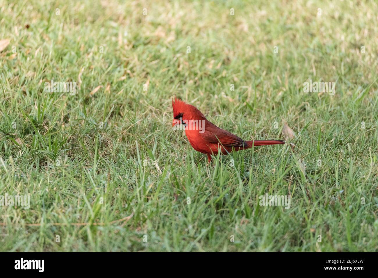 Fluffy Male red Northern cardinal bird Cardinalis cardinalis forages ...