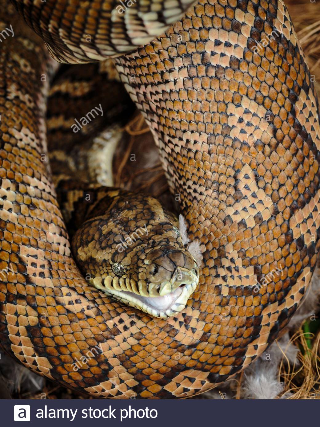 Morelia Spilota Spilota High Resolution Stock Photography and Images ...