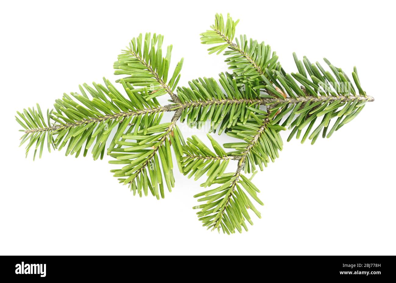 Fir tree twig isolated on white Stock Photo - Alamy