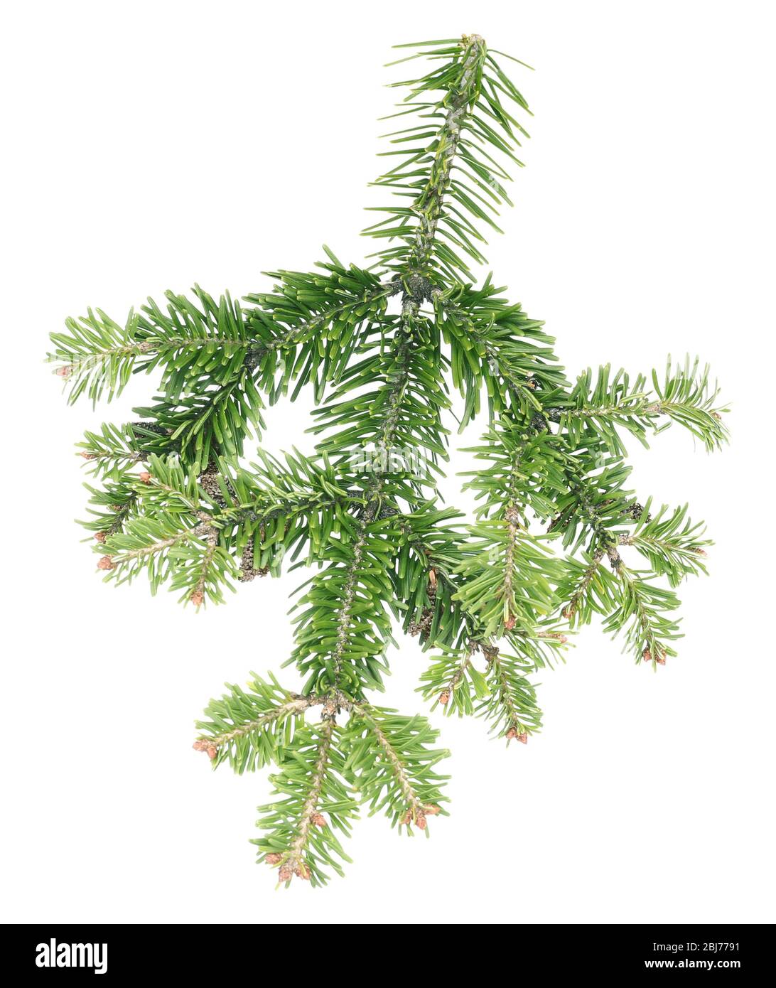 Fir tree twig isolated on white Stock Photo - Alamy