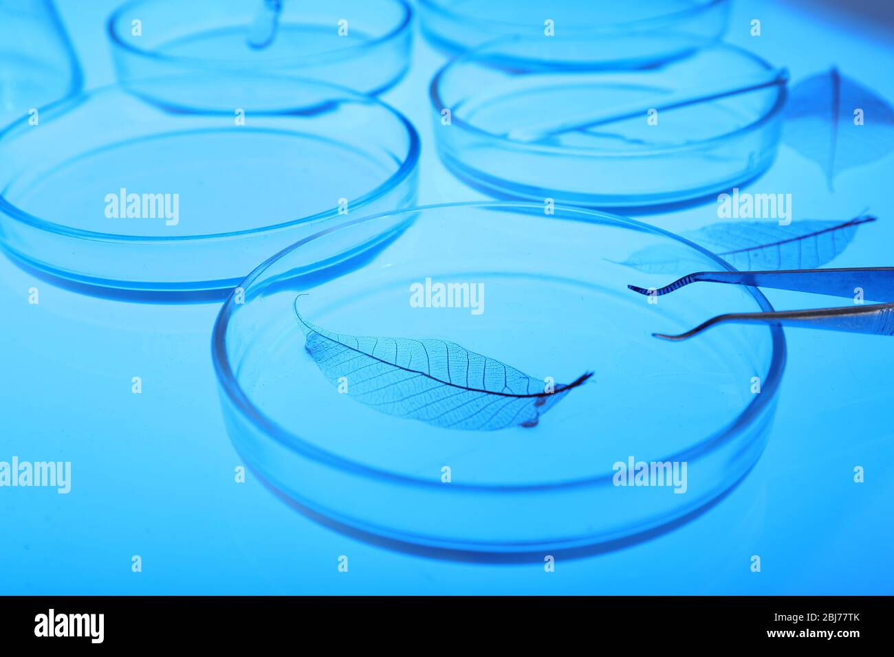 Petri dishes in many hi-res stock photography and images - Alamy