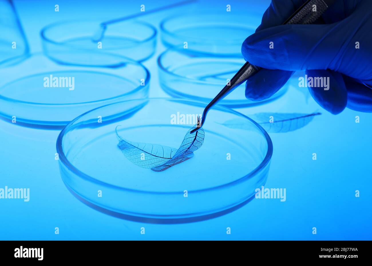 Scientist working with Petri dishes in laboratory Stock Photo - Alamy