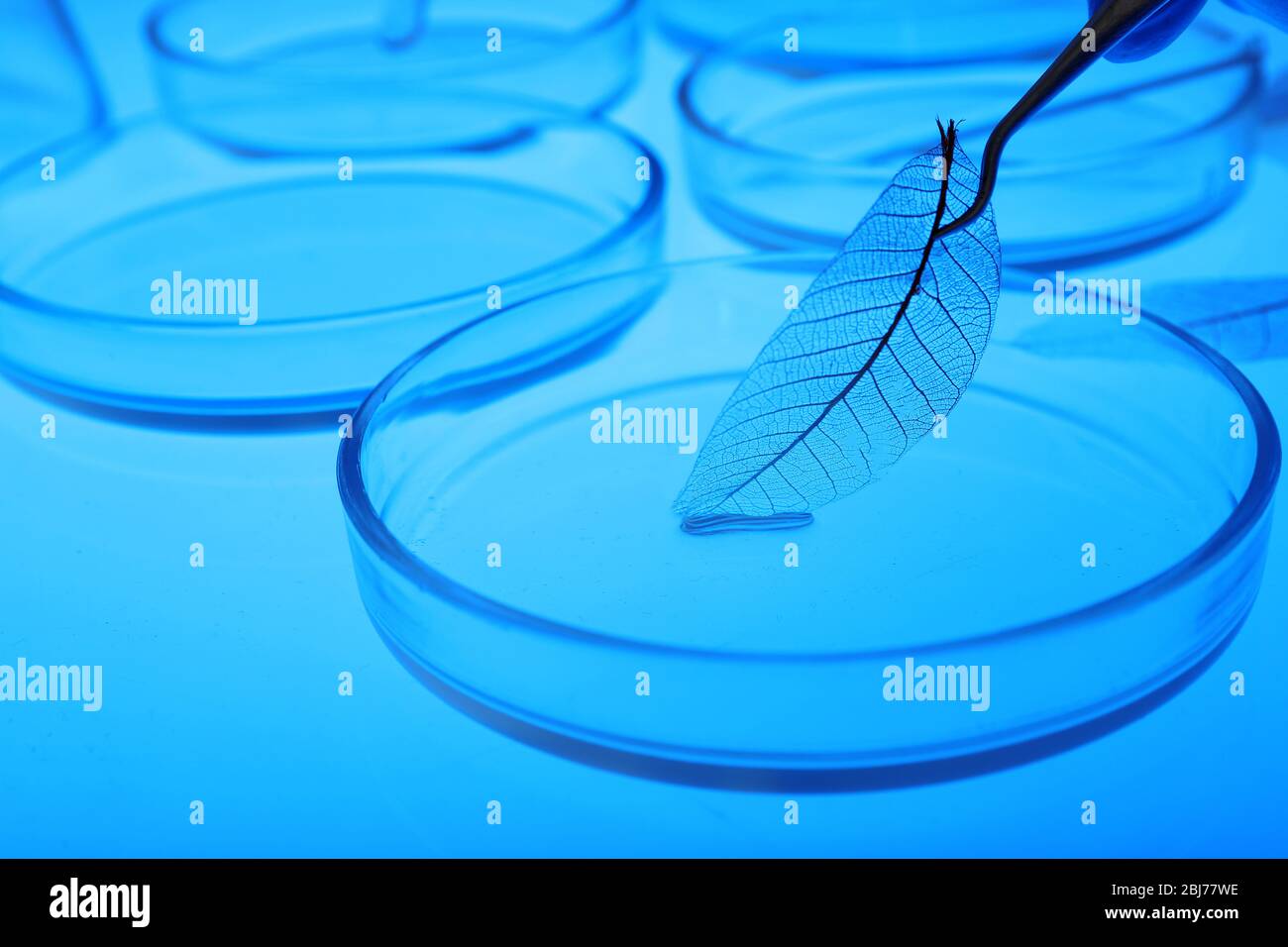 Scientist working with Petri dishes in laboratory Stock Photo - Alamy
