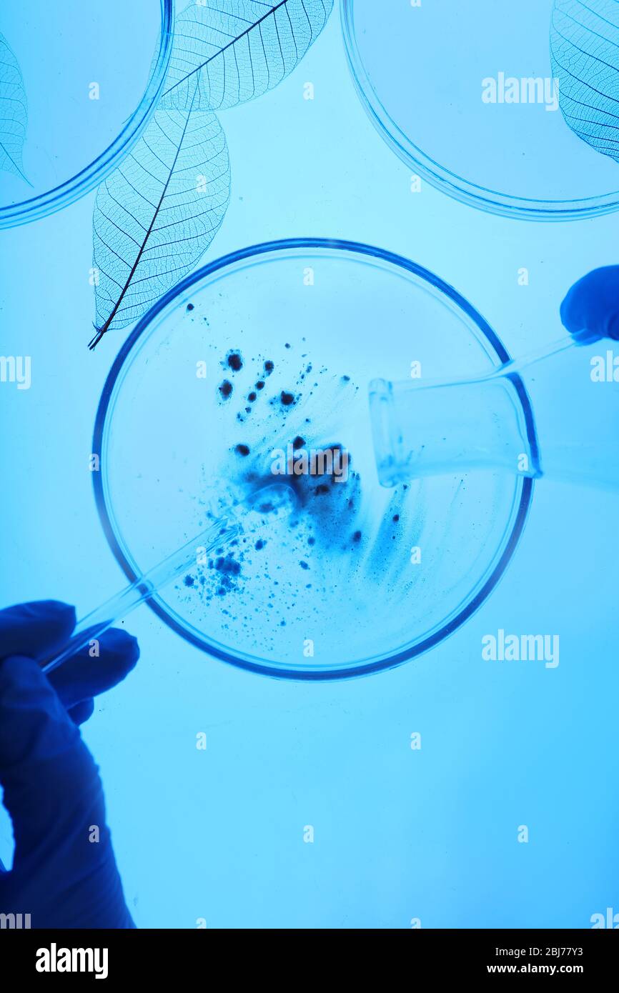 Scientist working petri dishes hi-res stock photography and images - Alamy
