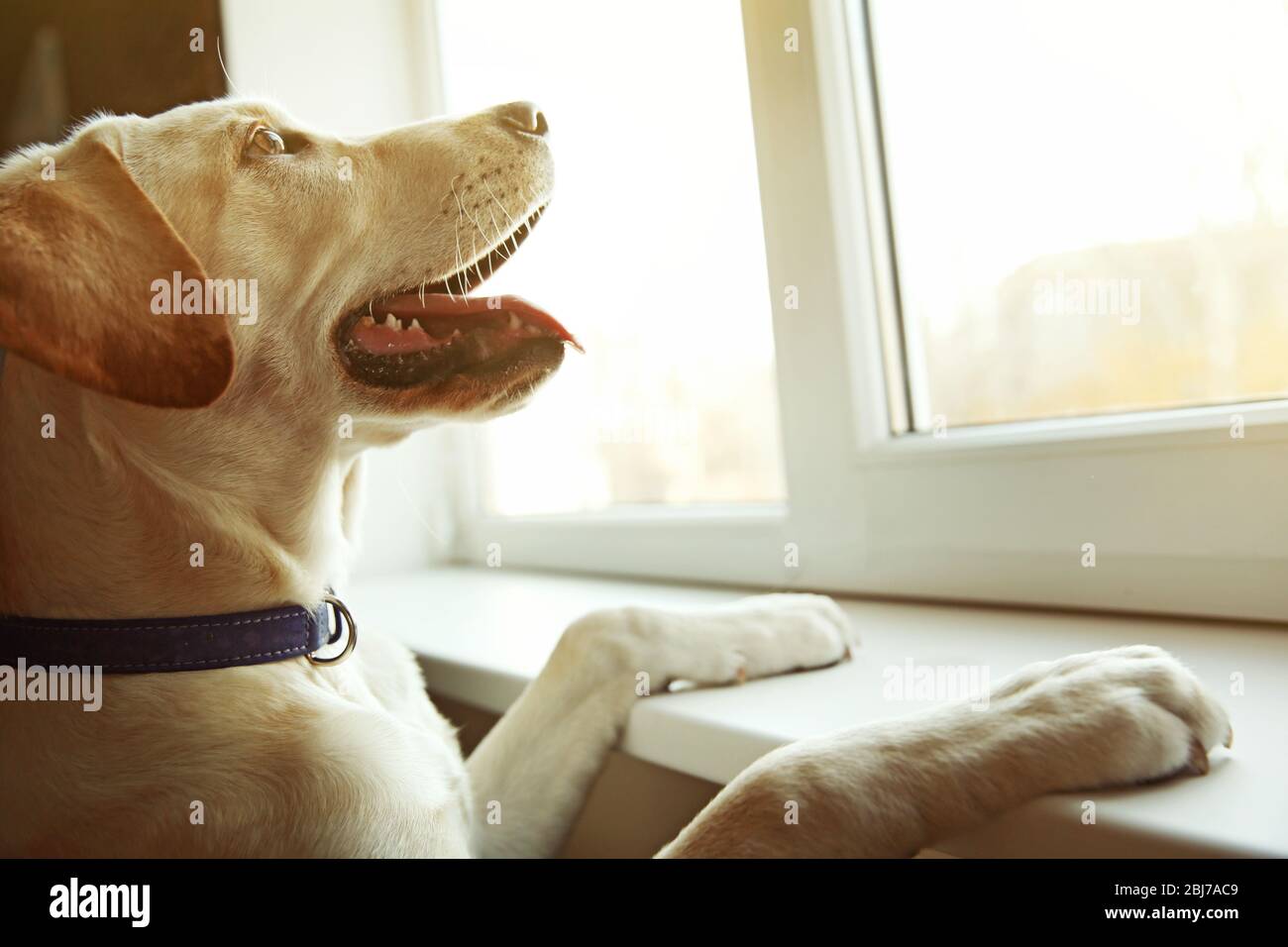 Cute Labrador dog looking out window inside the house Stock Photo - Alamy