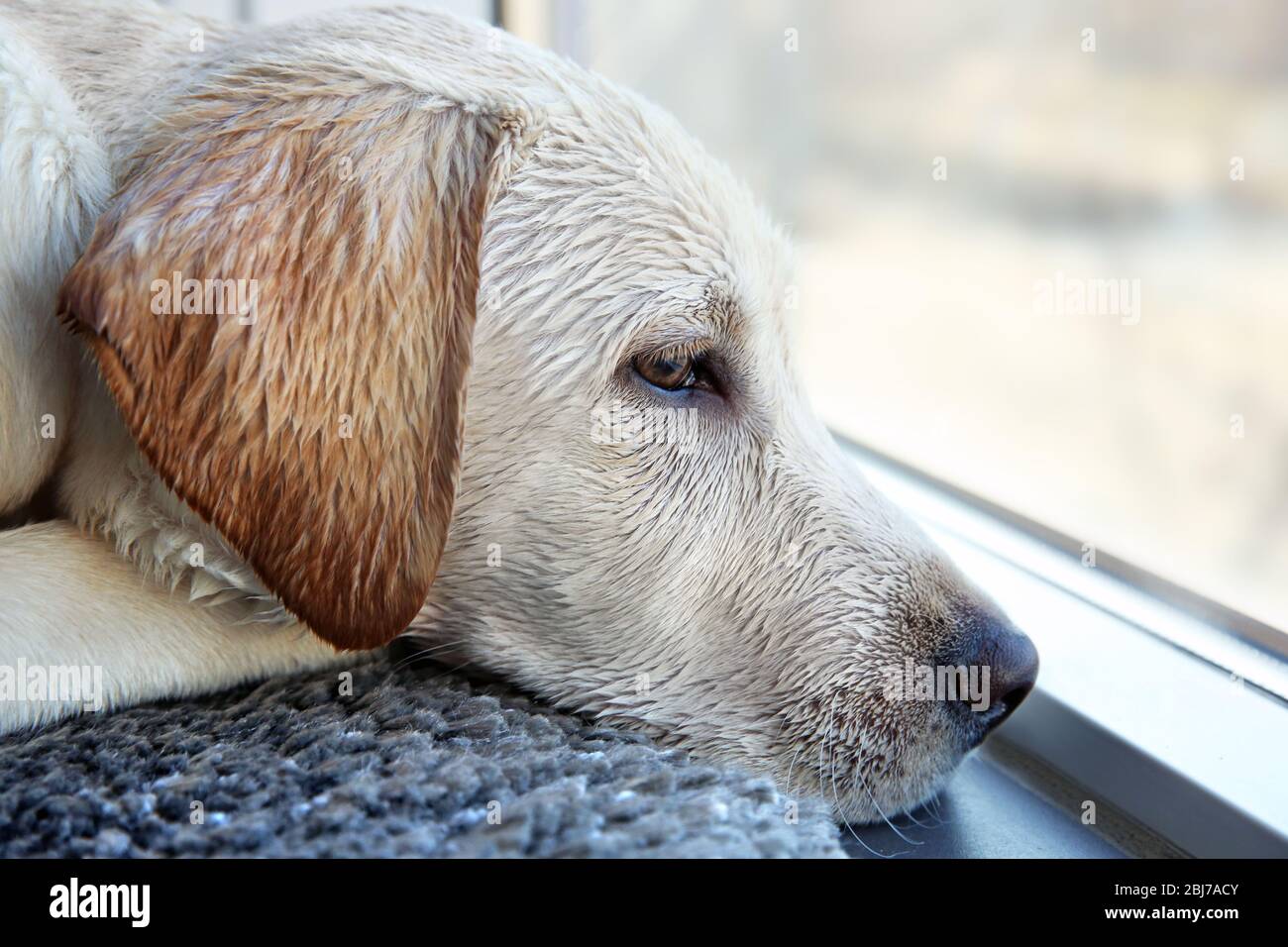 Happy wet dog inside hi-res stock photography and images - Alamy