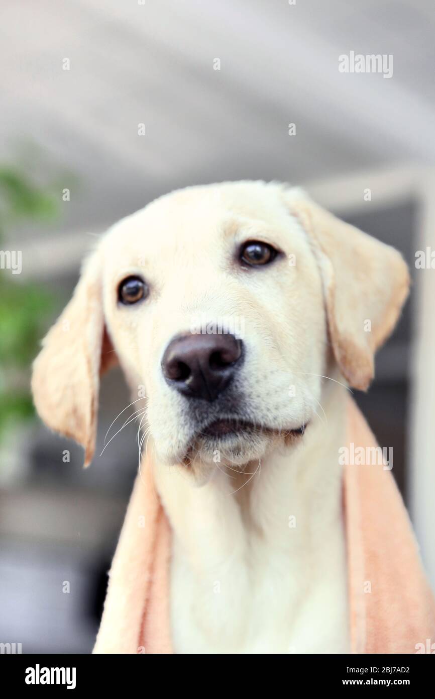 Wet Labrador dog's head in towel on unfocused background, closeup Stock ...