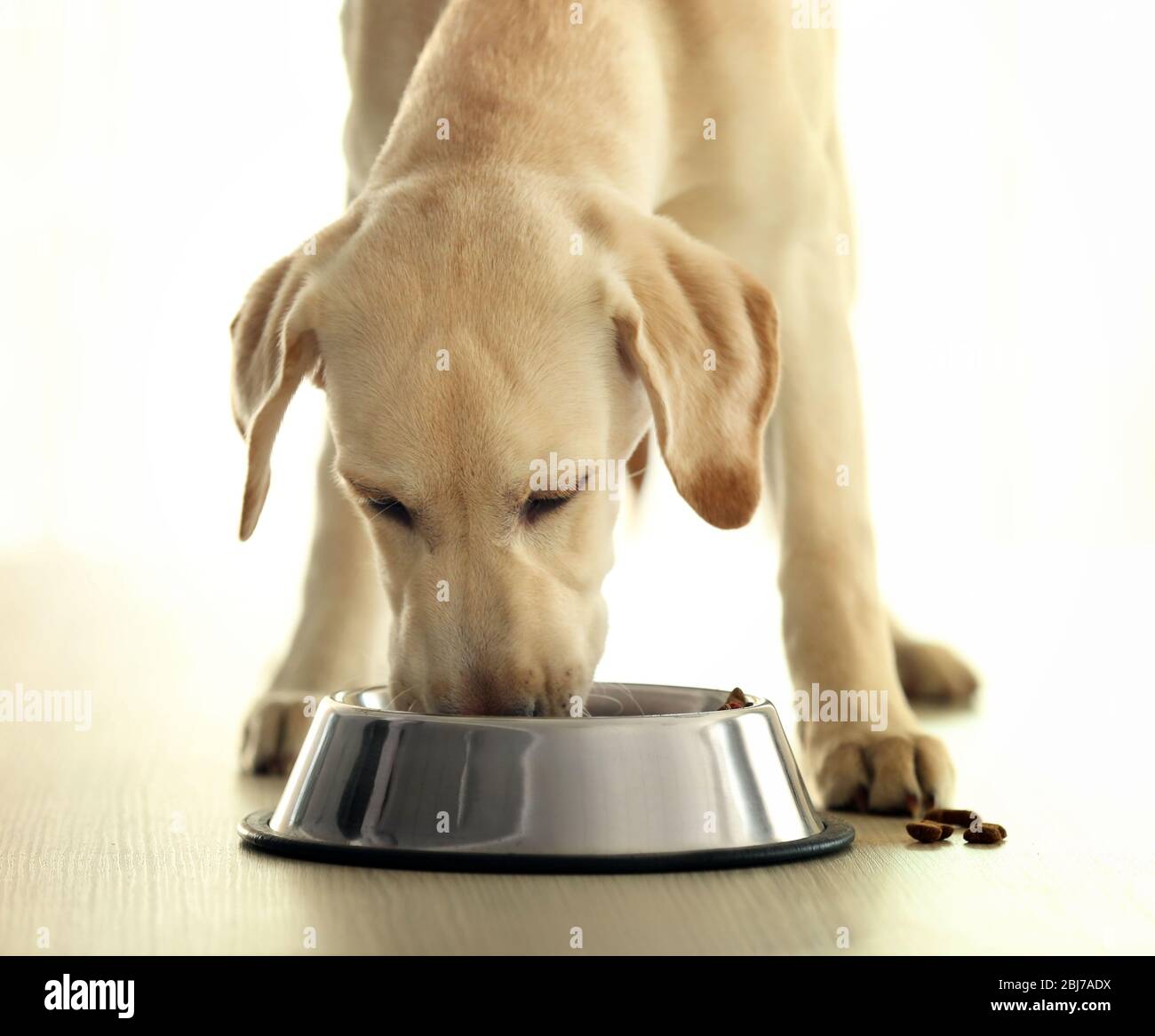 Labrador eating at table hi-res stock photography and images - Alamy