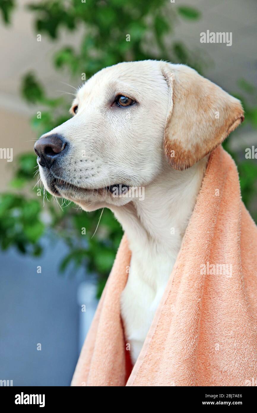 Wet Labrador dog's head in towel on unfocused background, closeup Stock ...