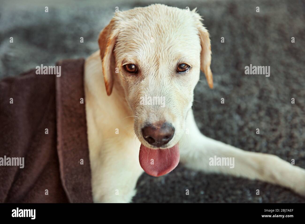 Wet Labrador dog in towel looking out window, closeup Stock Photo - Alamy