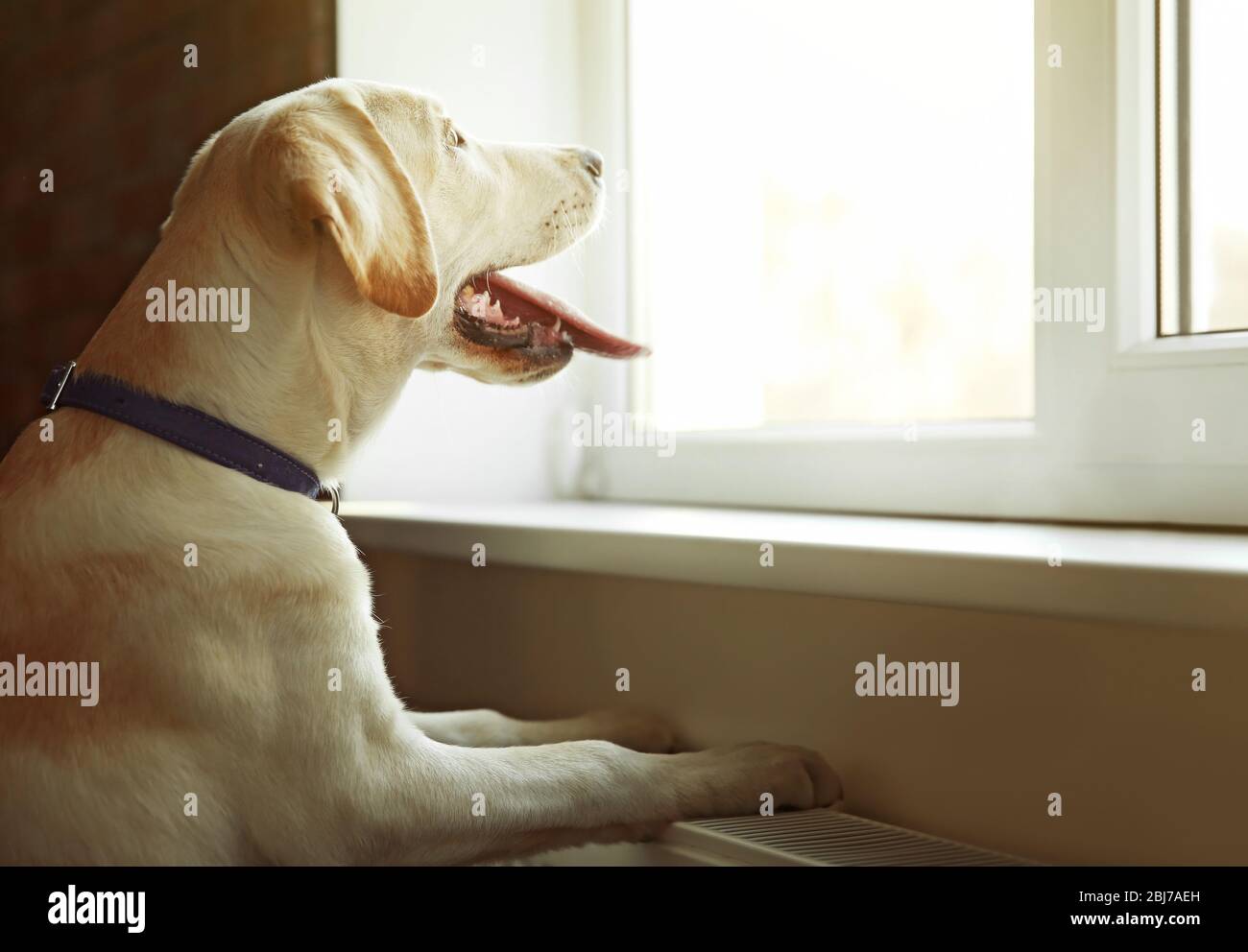 Cute Labrador dog looking out window inside the house Stock Photo - Alamy