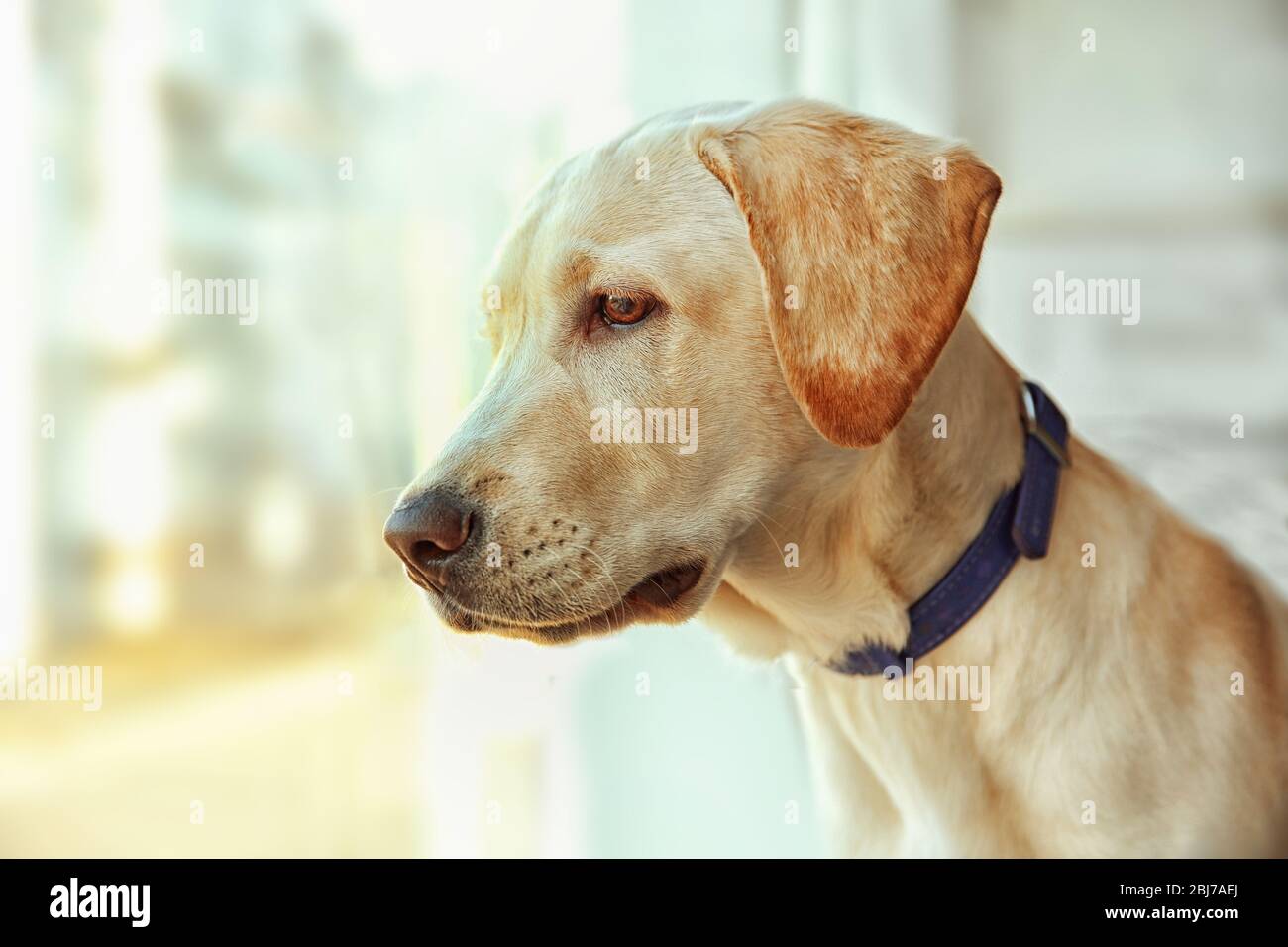 Cute Labrador dog looking out window inside the house Stock Photo - Alamy