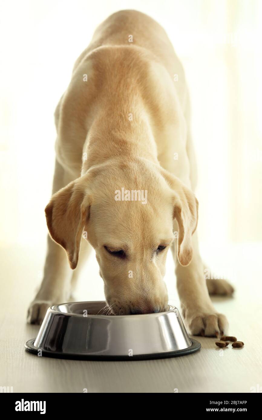Labrador dog eating food from bowl on wooden table background Stock ...