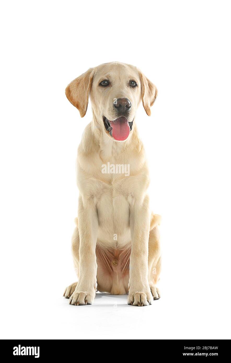 Cute Labrador dog sitting isolated on white Stock Photo - Alamy