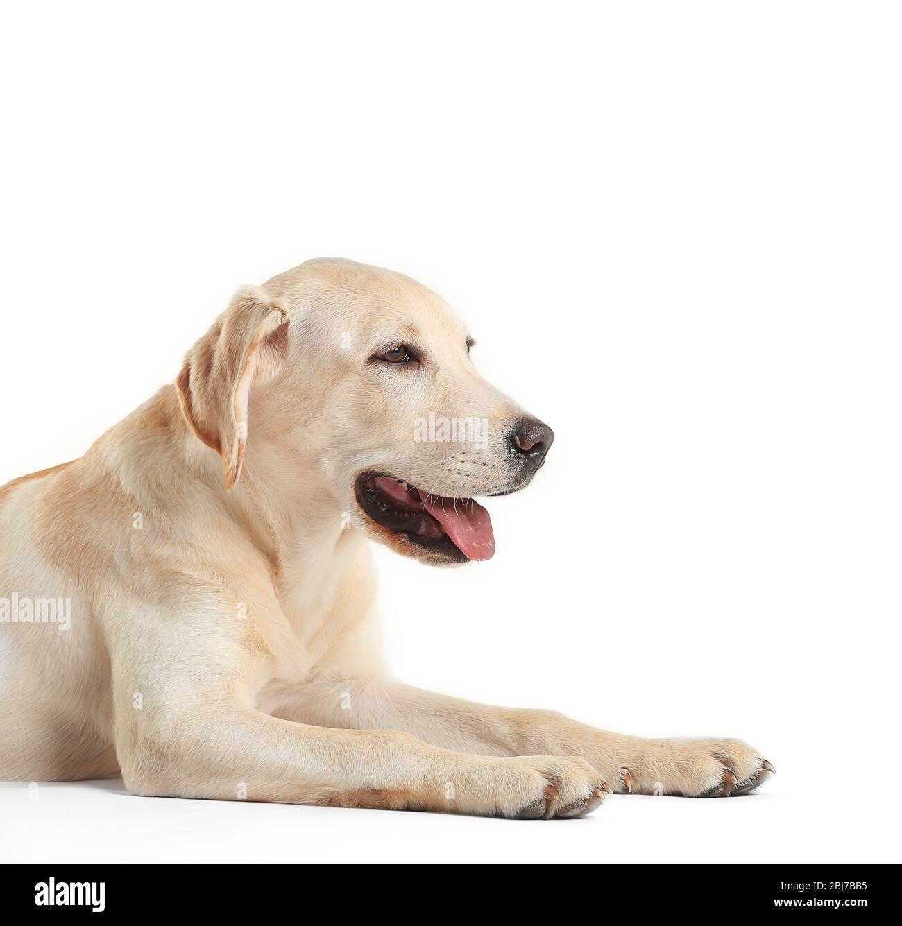 Cute Labrador dog sitting isolated on white Stock Photo - Alamy