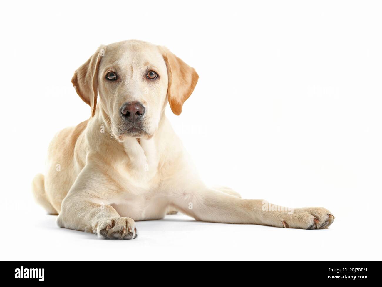 Cute Labrador dog sitting isolated on white Stock Photo - Alamy
