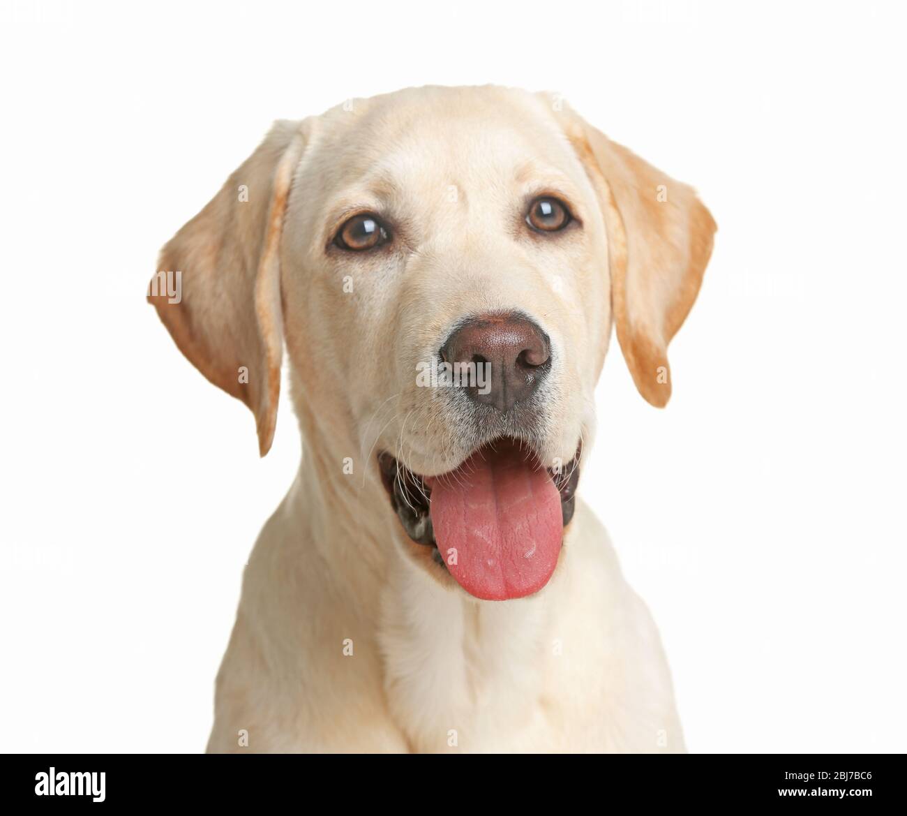 Cute Labrador dog isolated on white Stock Photo - Alamy