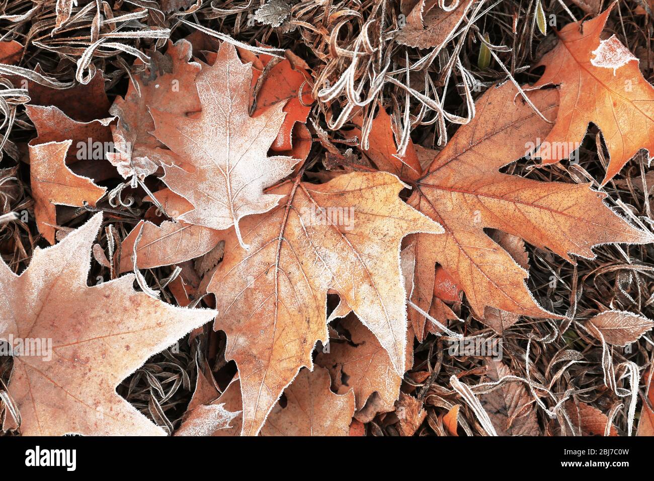 Grass underfoot hi-res stock photography and images - Alamy