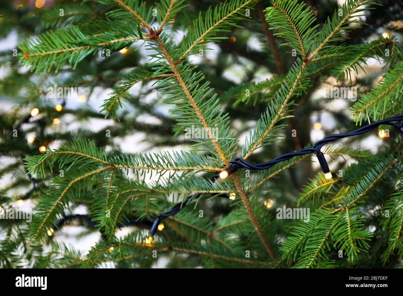 Christmas fir tree closeup Stock Photo - Alamy