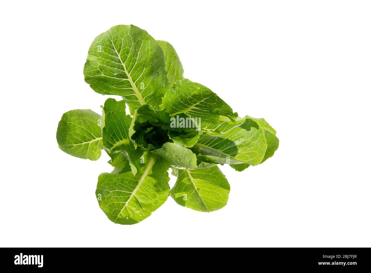 Fresh green cos lettuce or romaine lettuce vegetable for salad with ...
