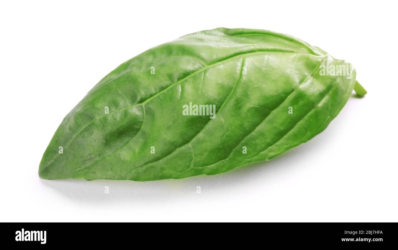 Leaf basis hi-res stock photography and images - Alamy