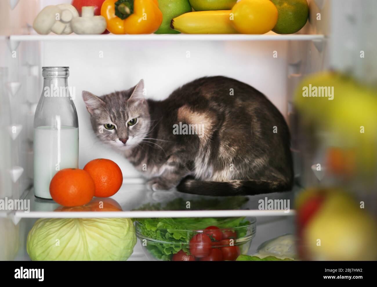 Cat in the refrigerator at home Stock Photo - Alamy