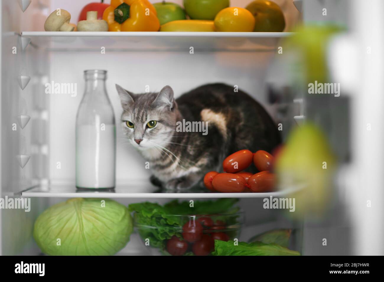 Cat in the refrigerator at home Stock Photo - Alamy