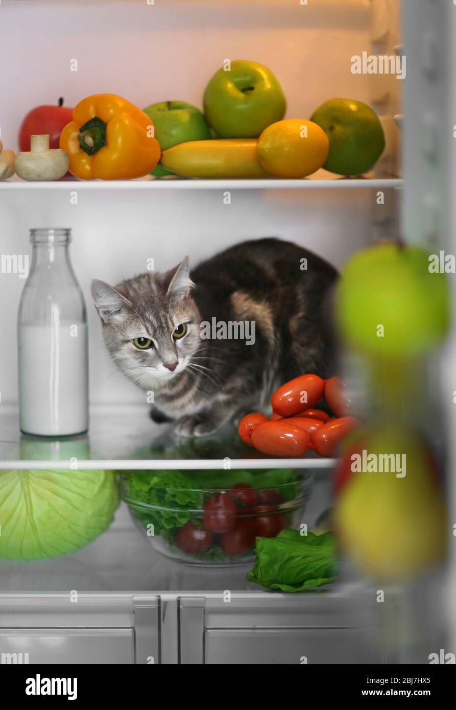 Cat in the refrigerator at home hi-res stock photography and images - Alamy