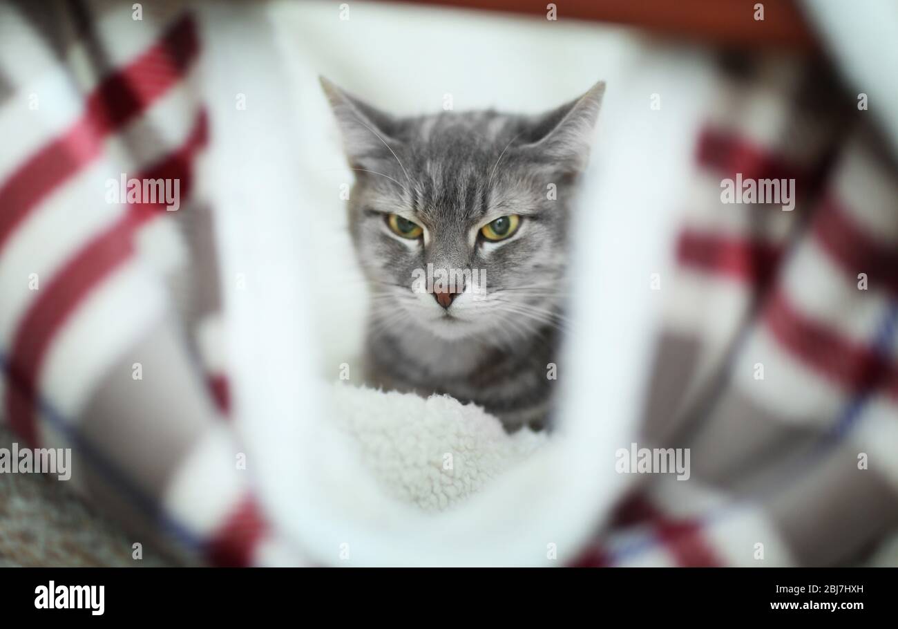 Cat lying on warm plaid indoors Stock Photo - Alamy