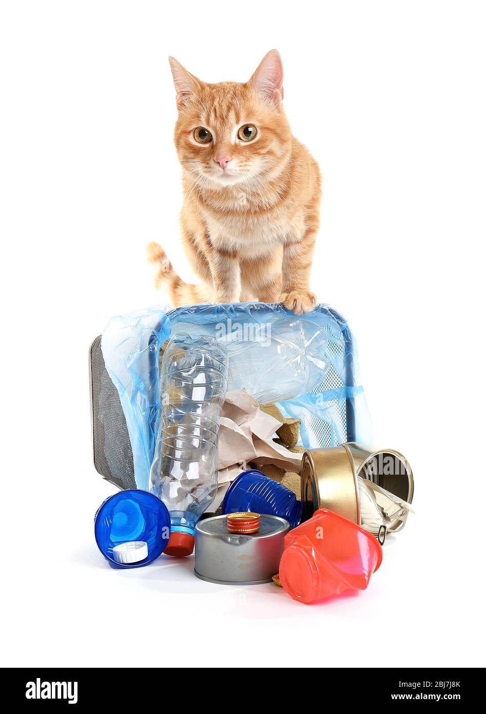 Recycle bin cat hi-res stock photography and images - Alamy
