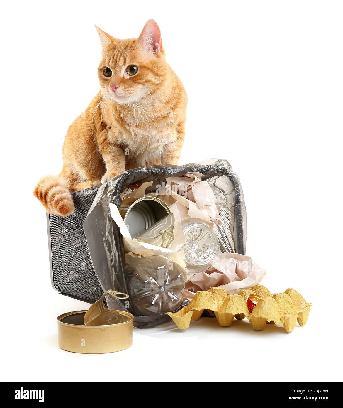Red cat at full inverted garbage basket, isolated on white Stock Photo ...