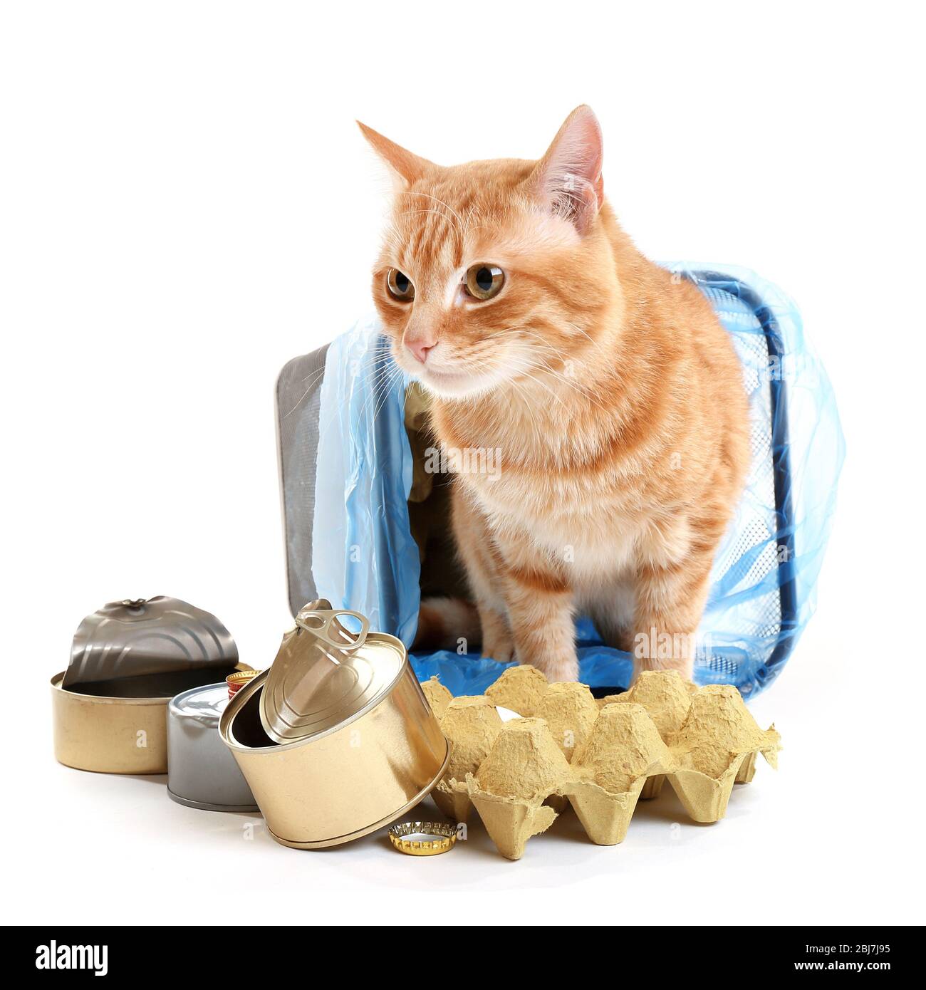 Red cat in inverted garbage basket, isolated on white Stock Photo - Alamy