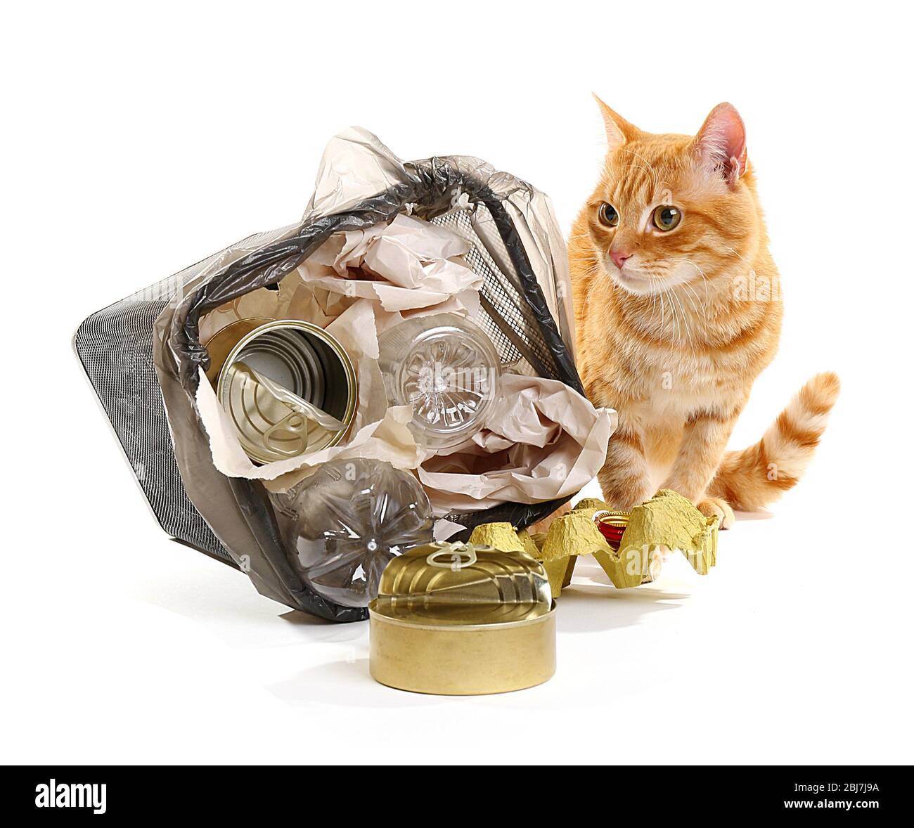 Red cat near full inverted garbage basket, isolated on white Stock ...