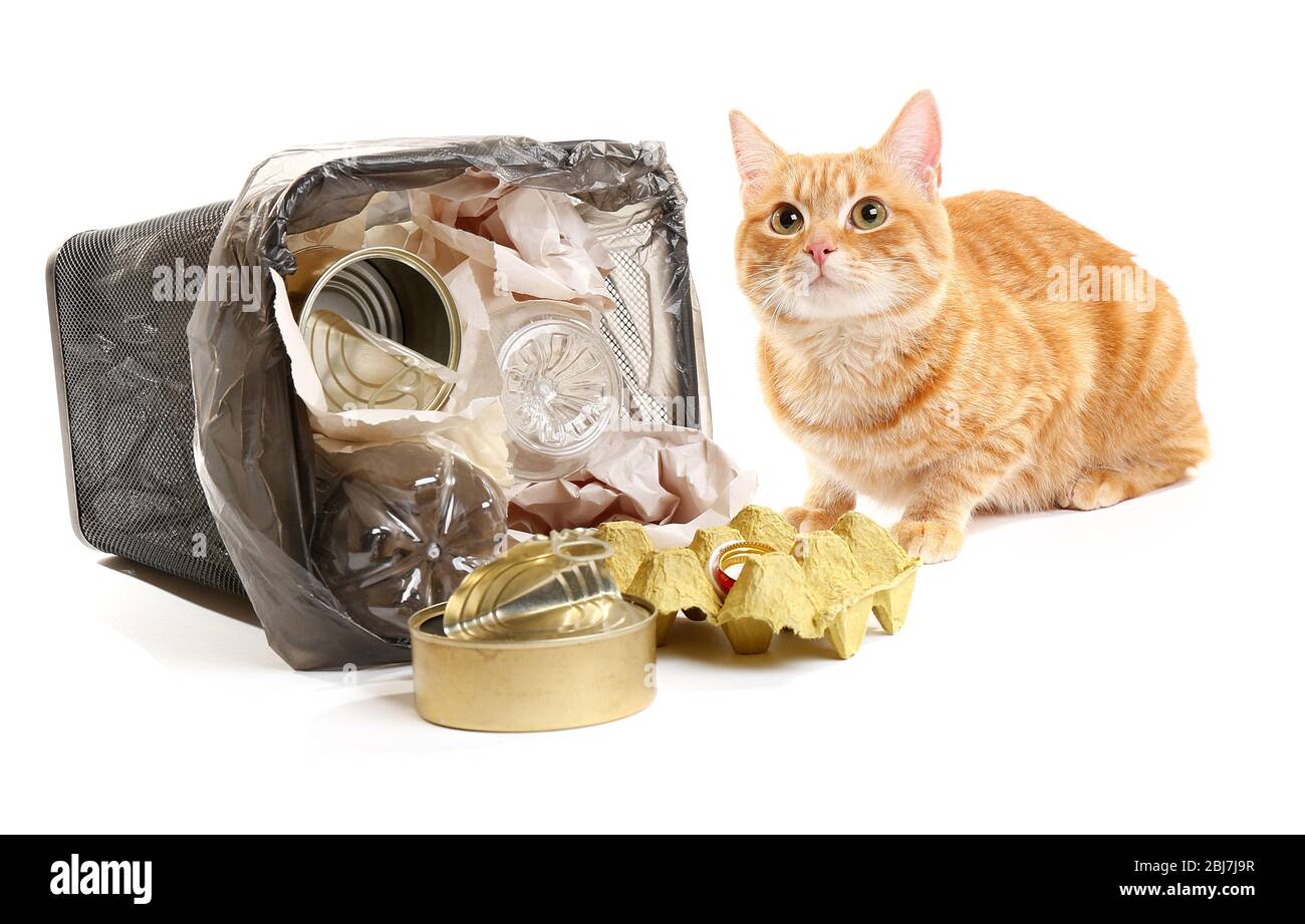 Red cat near full inverted garbage basket, isolated on white Stock ...