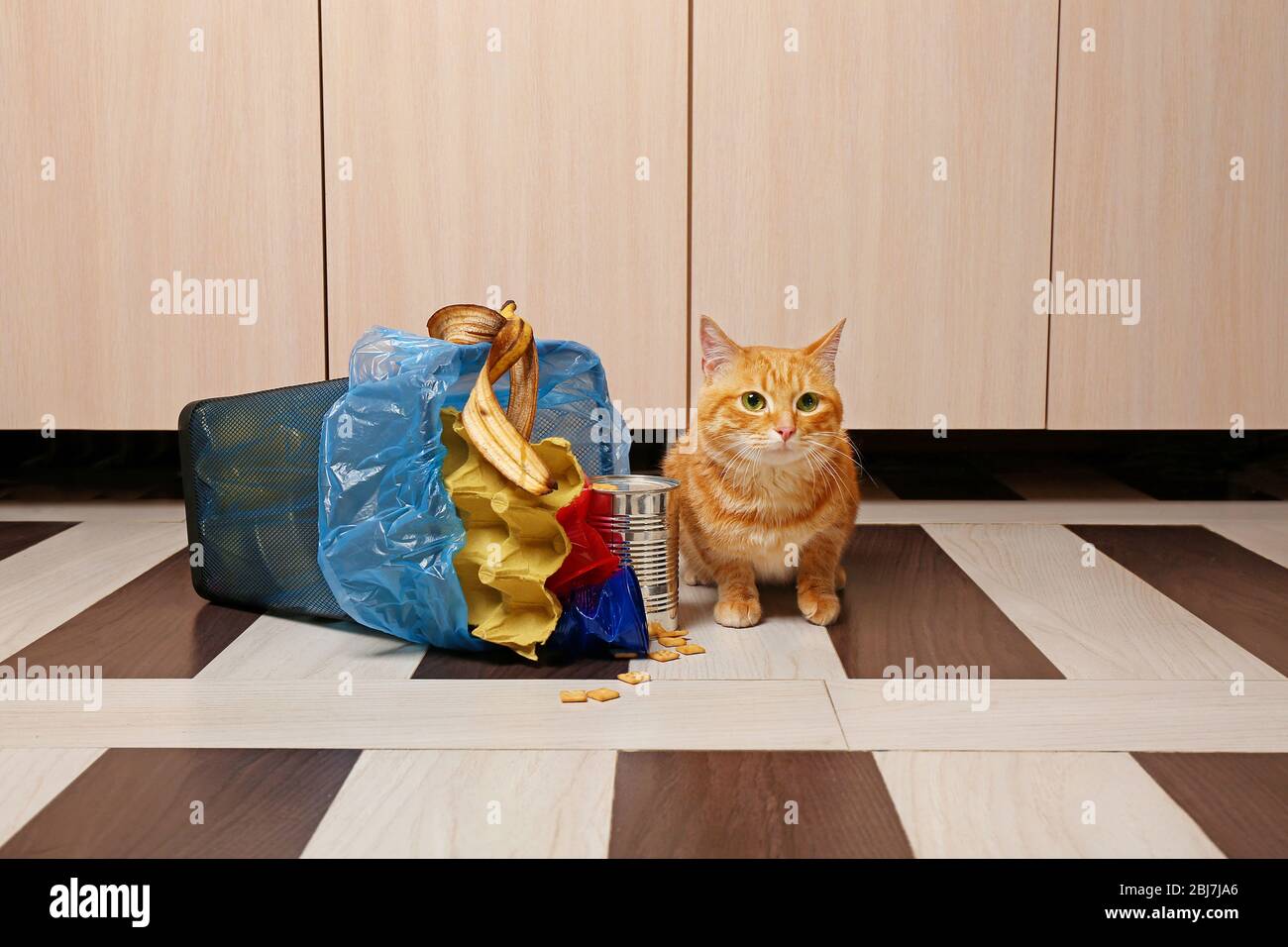 Cat kitchen garbage hi-res stock photography and images - Alamy