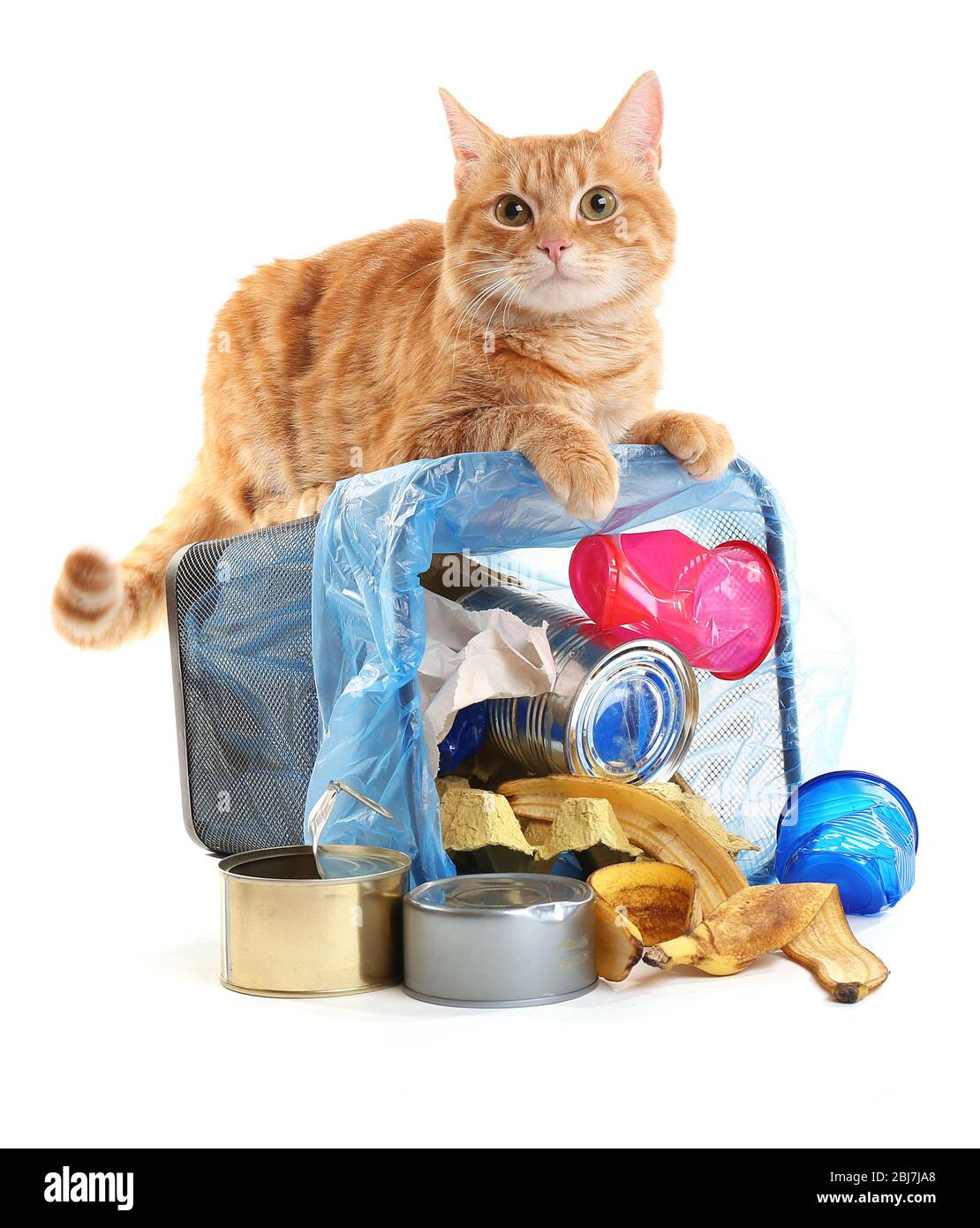 Red cat at full inverted garbage basket, isolated on white Stock Photo ...