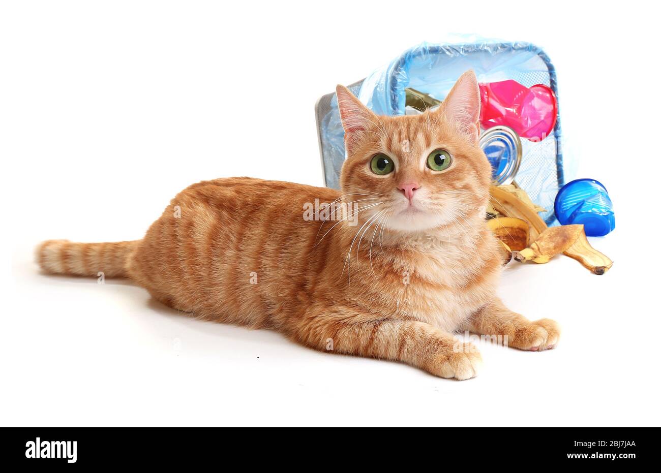 Red cat near full inverted garbage basket, isolated on white Stock ...