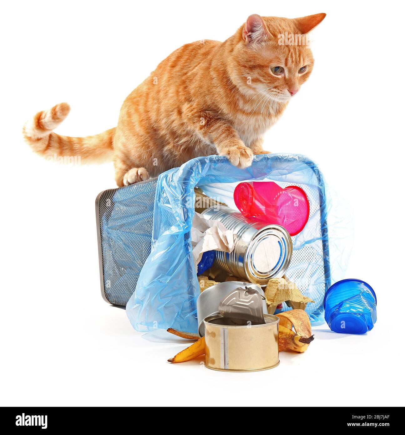 Red cat at full inverted garbage basket, isolated on white Stock Photo ...