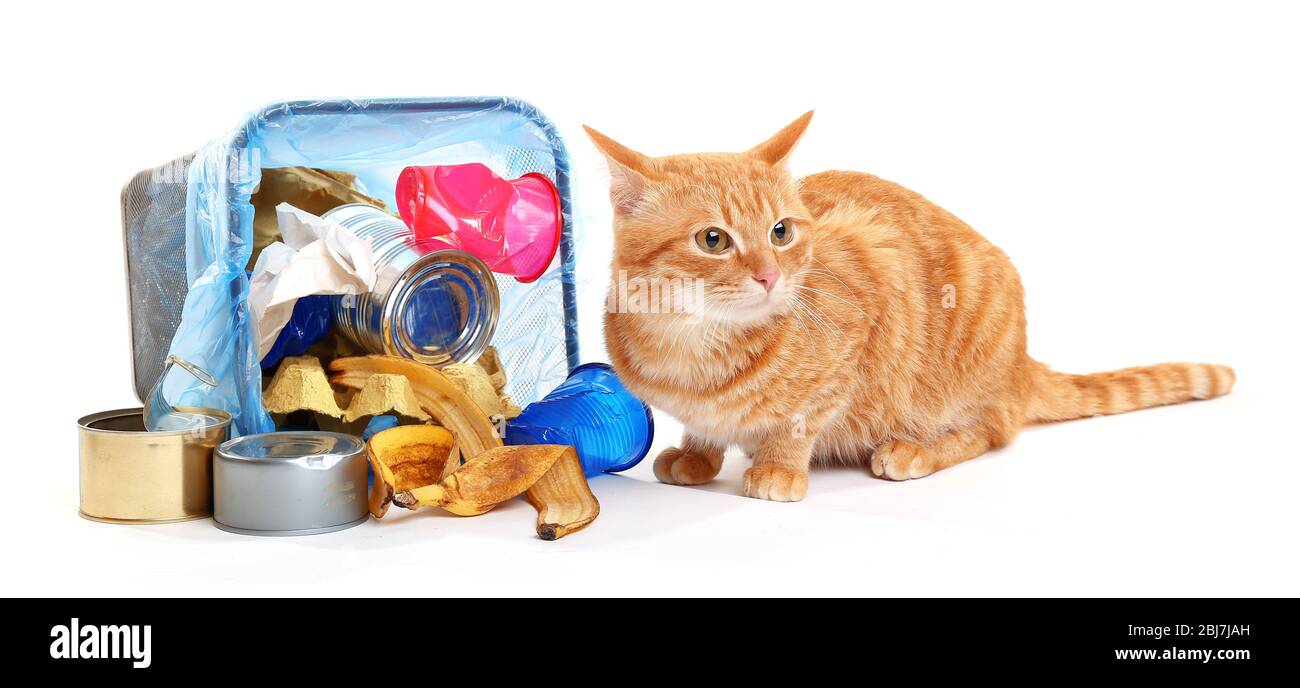 Red cat near full inverted garbage basket, isolated on white Stock ...