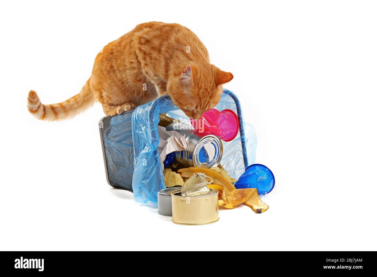 Red cat at full inverted garbage basket, isolated on white Stock Photo ...