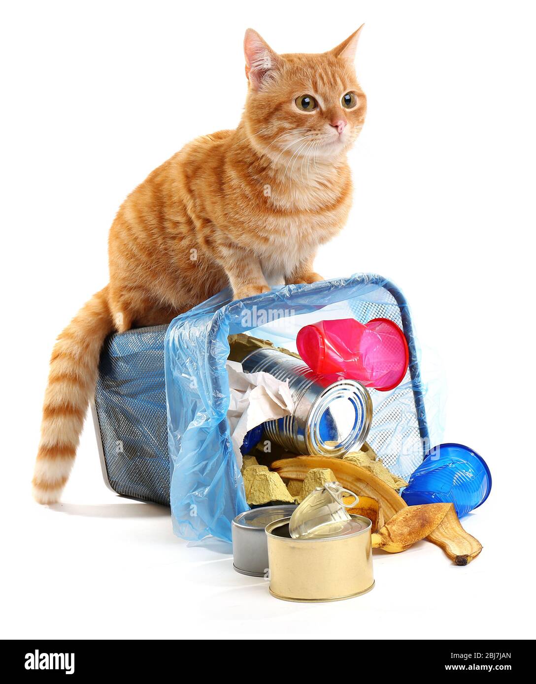 Red cat at full inverted garbage basket, isolated on white Stock Photo ...
