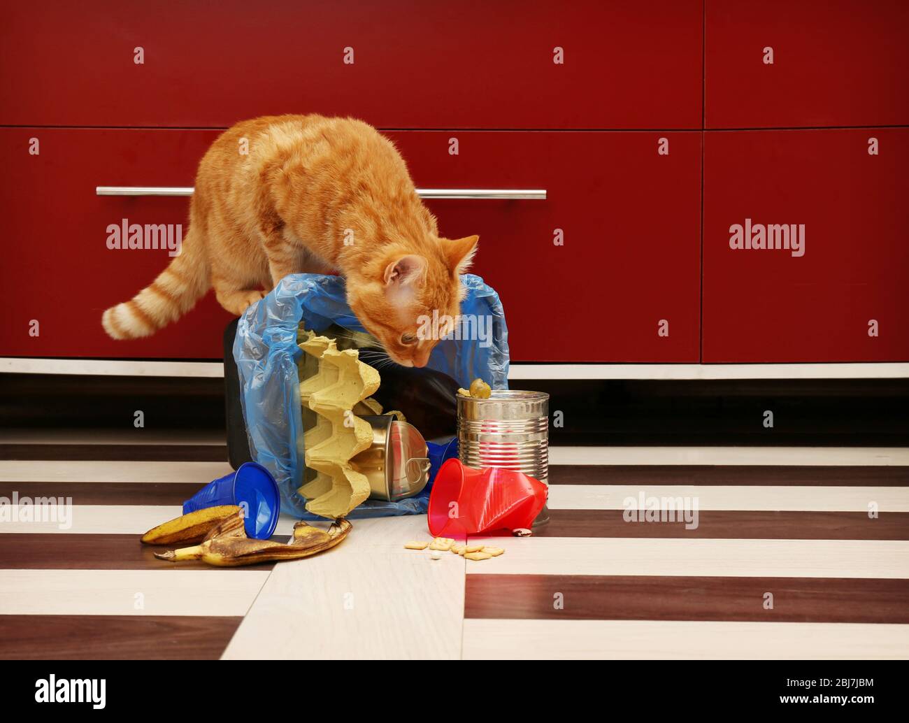 Red cat at full inverted garbage basket on kitchen floor Stock Photo ...