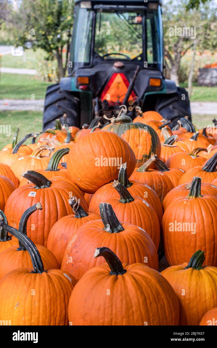 A large farm tractor pulls in a large wagon filled with fresh pumpkins ...