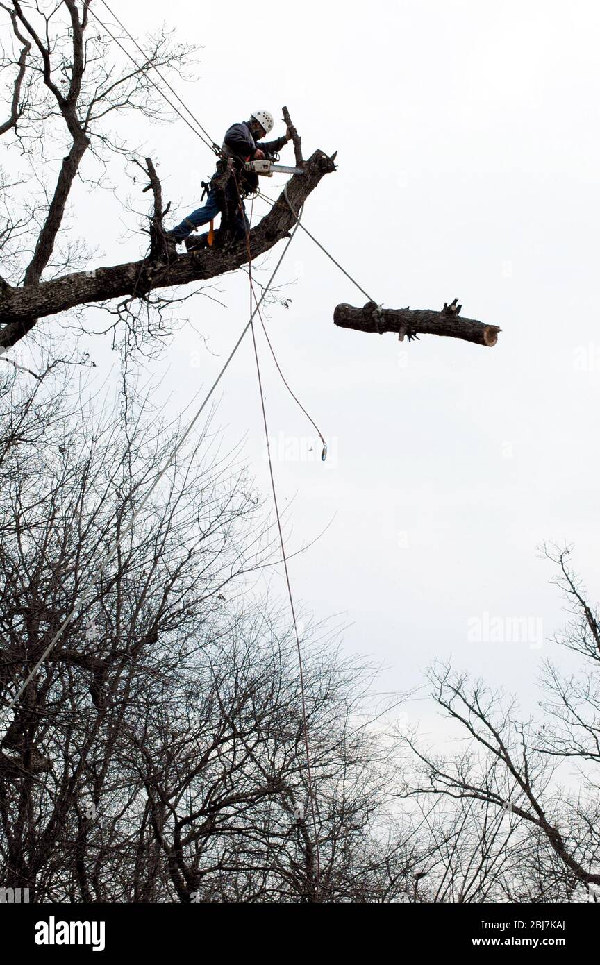 tree worker lowers a log from a tree removal Stock Photo - Alamy